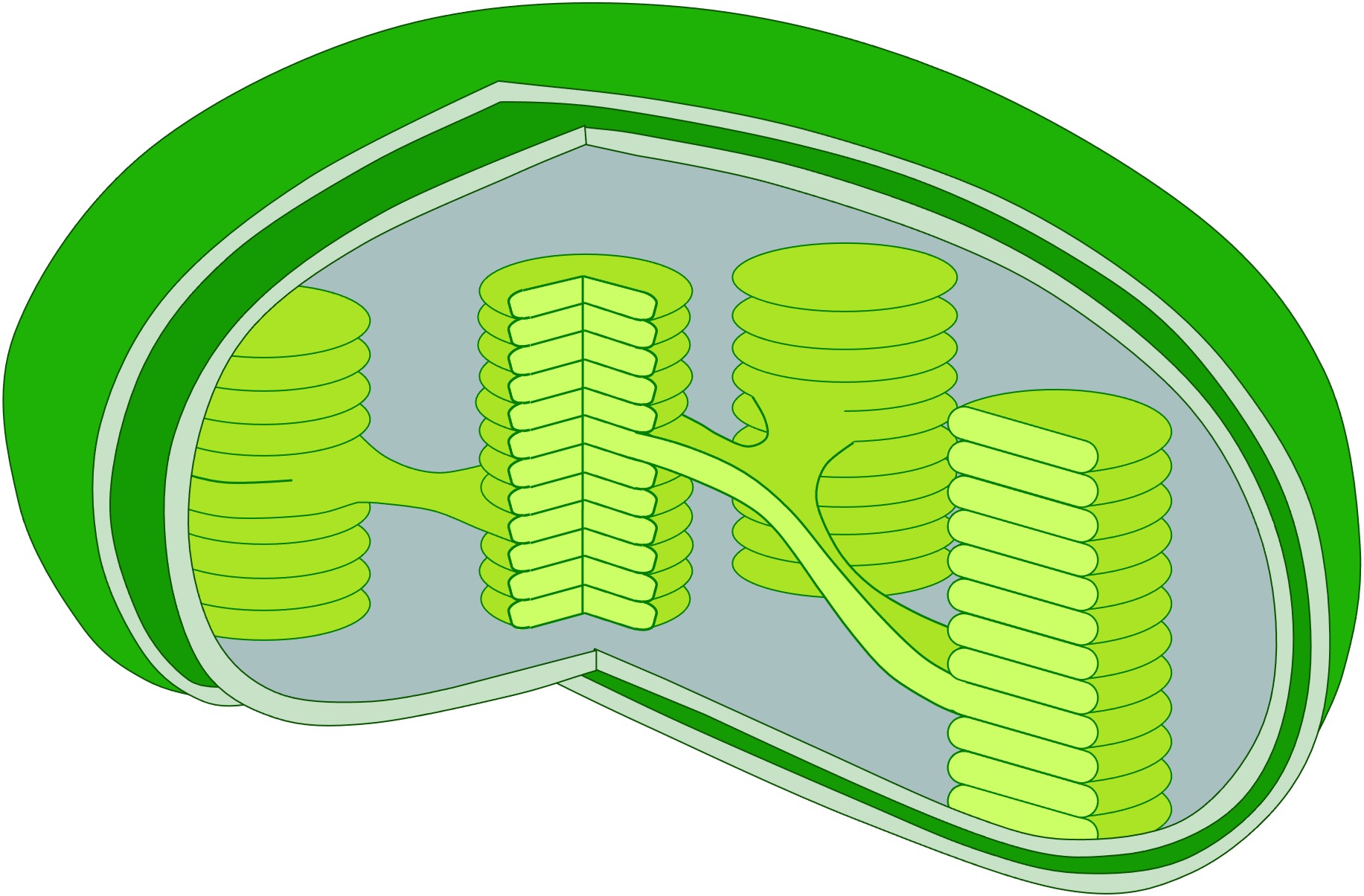 Chloroplast